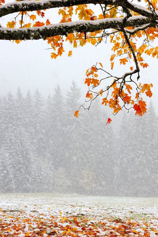 First snow stock image. Image of scenery, snow, leaf - 34338655