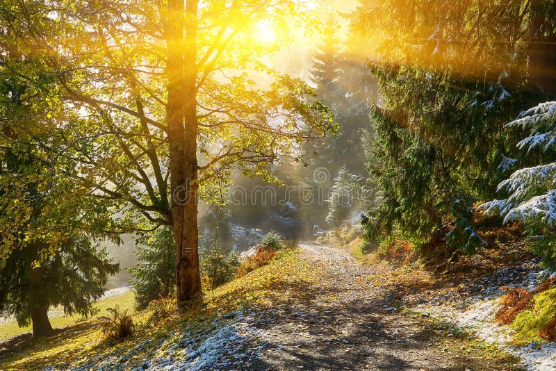 First Snow in the Forest in the Mountains. Sunny Day Stock Photo ...