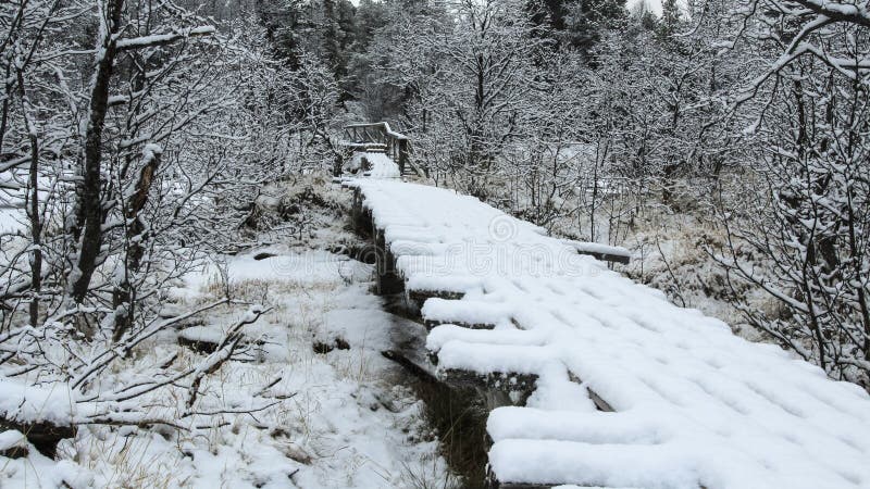 First Snow in the Forest with Wooden Bridge Stock Photo - Image of ...