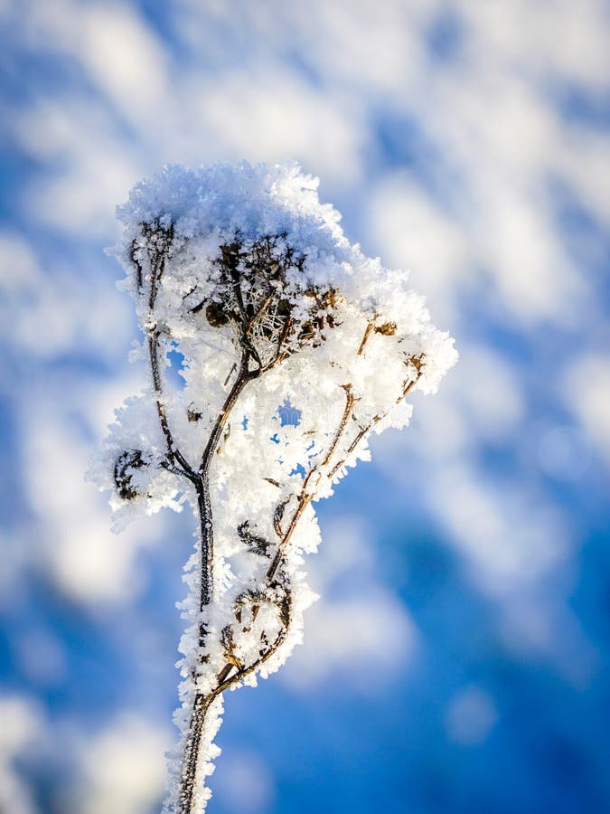 Frozen Flower, Covered with Ice Crystals in Late Fall Stock Photo ...