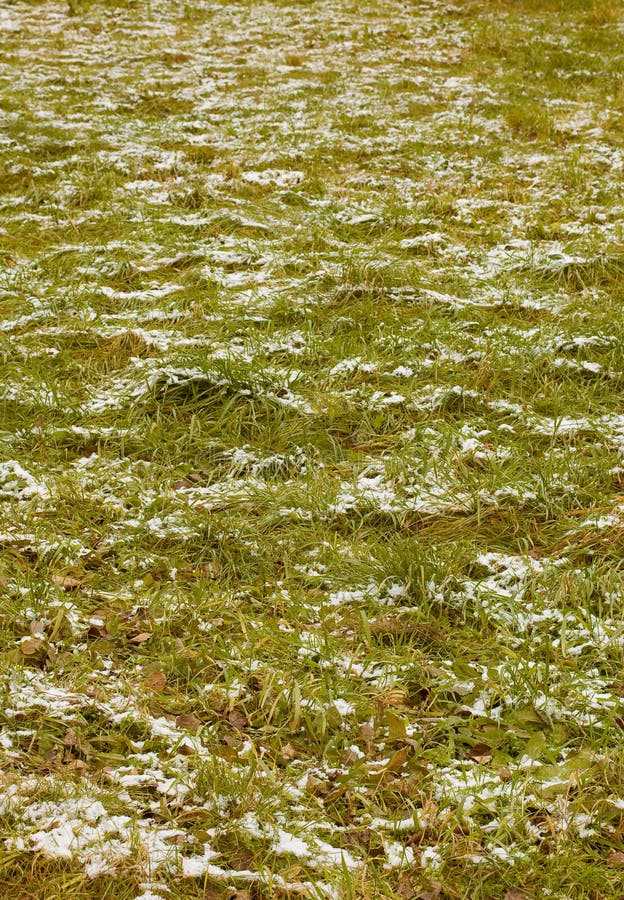 First snow on the grass stock image. Image of leaf, scenics - 4802079