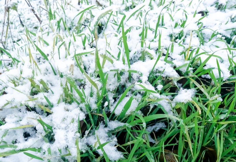 The First Snow on the Grass. the Lawn is Covered with White Snow. There ...