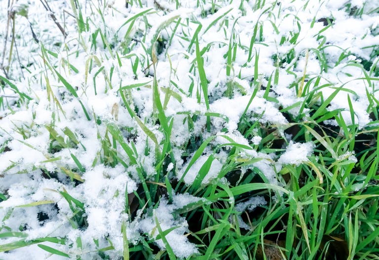 The First Snow on the Grass. the Lawn is Covered with White Snow. There ...