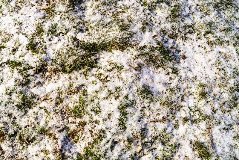 First snow and green grass stock photo. Image of natural - 163724690