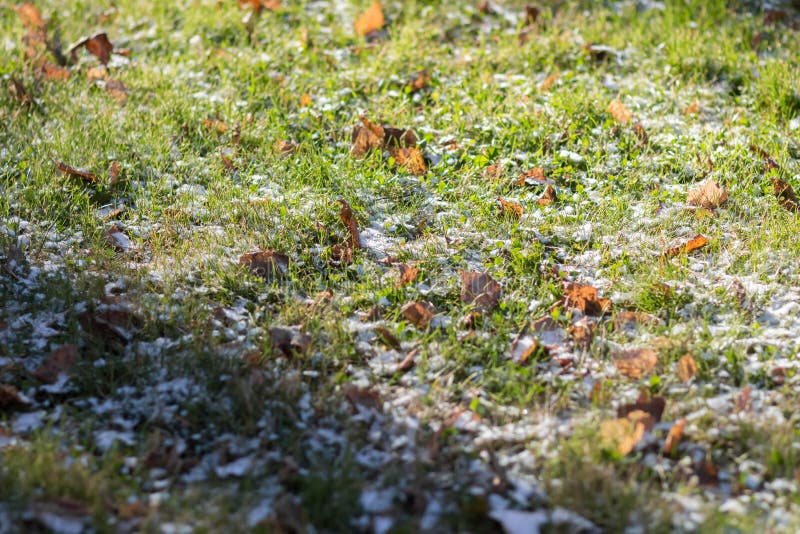 The First Snow on the Green Grass with Yellow Fallen Leaves Stock Photo ...