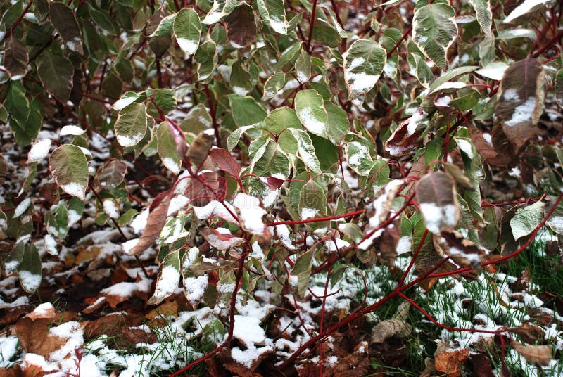 First Snow and Green Leaves Stock Photo - Image of fall, freeze: 12385300
