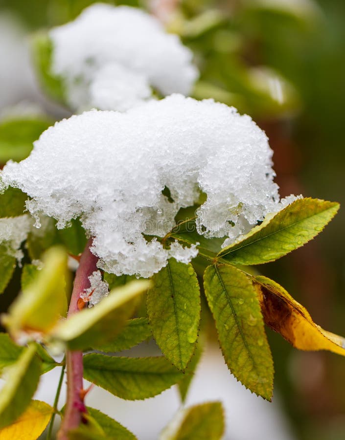 The First Snow on the Green Leaves of the Plant Stock Image - Image of ...