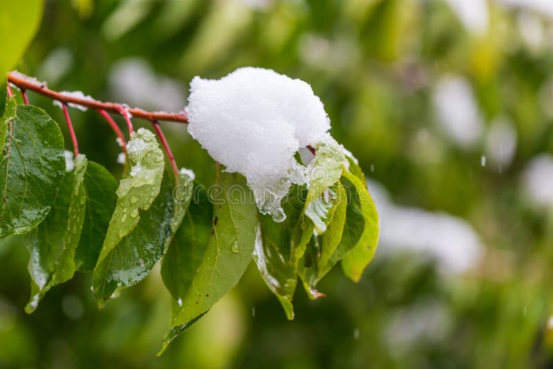 First Snow on Green Leaves of a Tree Stock Image - Image of leaves ...