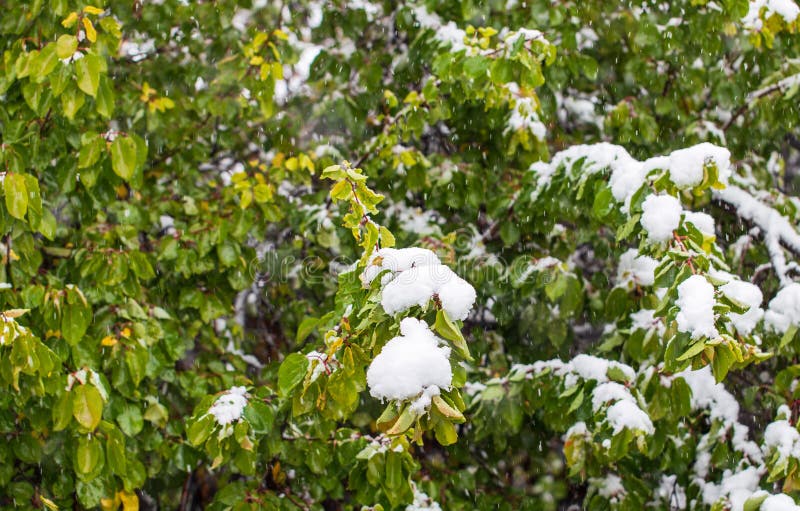 First Snow on Green Leaves of a Tree Stock Image - Image of branch ...