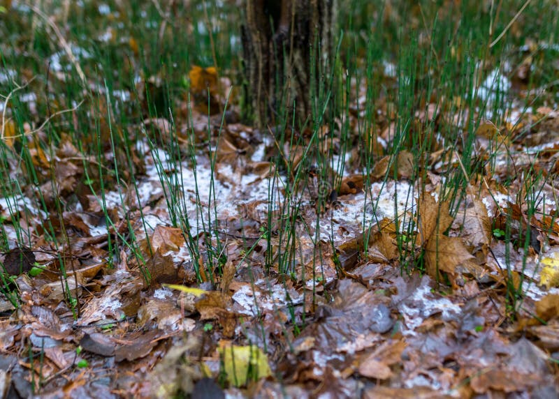 First Snow on the Ground, Green Grass, Brown Tree Leaves, Ground ...