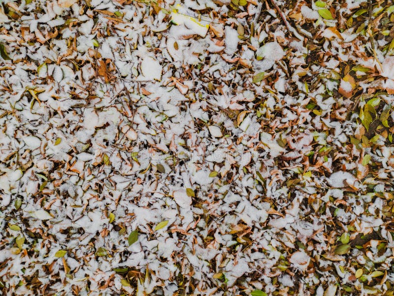 First snow on ground stock photo. Image of beauty, grass - 228324502