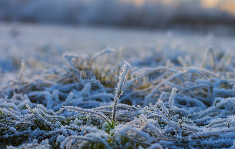 The First Snow Has Covered the Grass Stock Image - Image of snow, drew ...