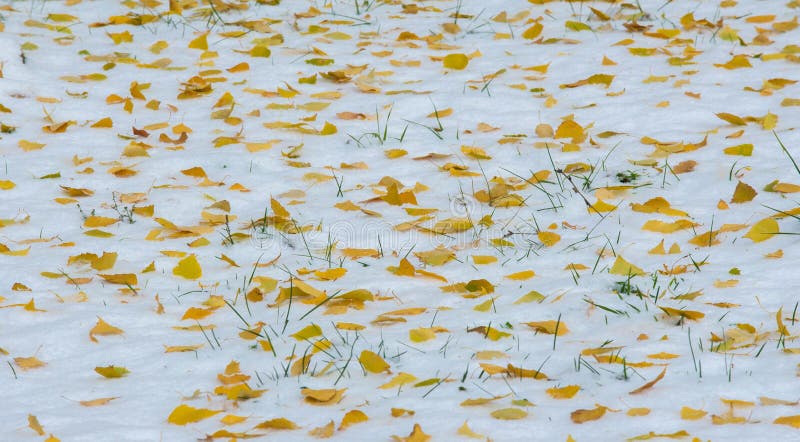 The First Snow, Late Autumn, Autumn Leaves on the Snow. Snowfall, Snow ...