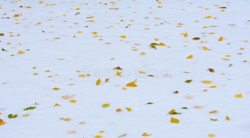 The First Snow, Late Autumn, Autumn Leaves on the Snow. Snowfall, Snow ...