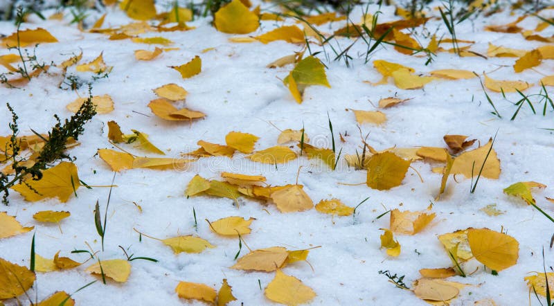 The First Snow, Late Autumn, Autumn Leaves on the Snow. Snowfall, Snow ...