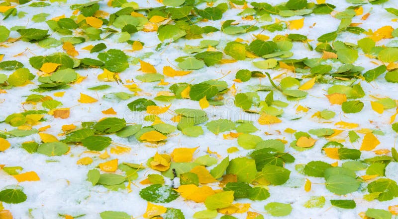 The First Snow, Late Autumn, Autumn Leaves on the Snow. Snowfall, Snow ...