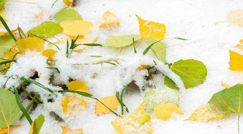 The First Snow, Late Autumn, Autumn Leaves on the Snow. Snowfall, Snow ...