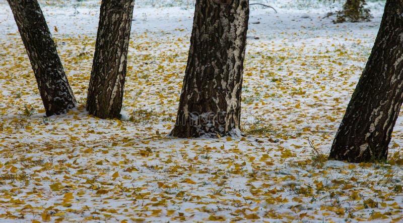 The First Snow, Late Autumn, Autumn Leaves on the Snow. Snowfall, Snow ...