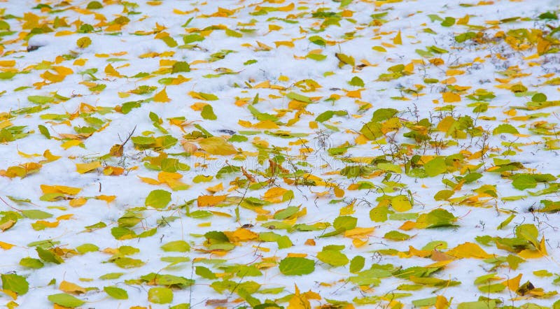 The First Snow, Late Autumn, Autumn Leaves on the Snow. Snowfall, Snow ...