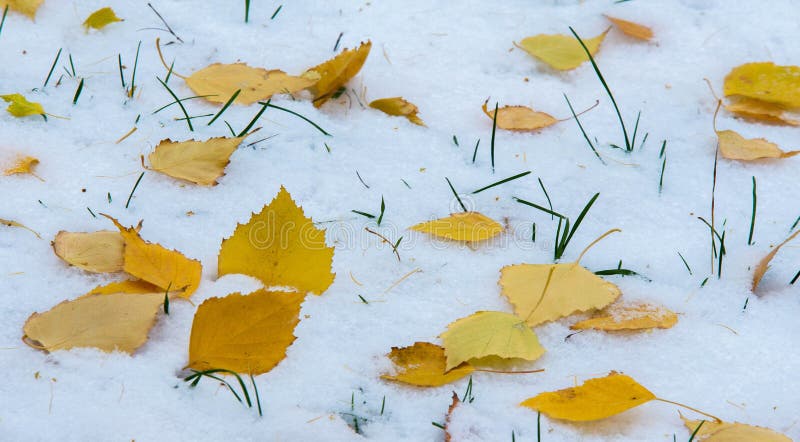 The First Snow, Late Autumn, Autumn Leaves on the Snow. Snowfall, Snow ...