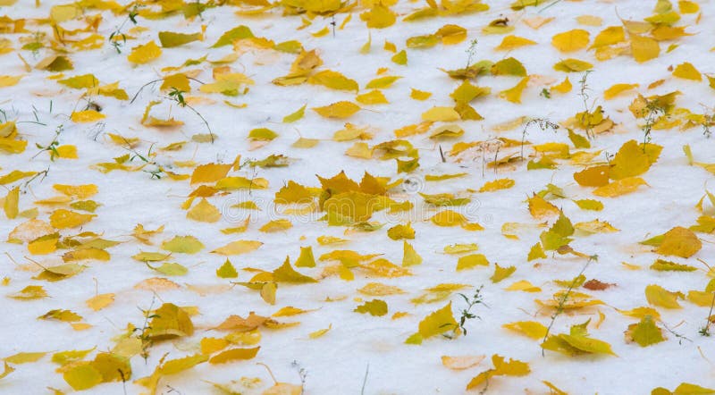 The First Snow, Late Autumn, Autumn Leaves on the Snow. Snowfall, Snow ...