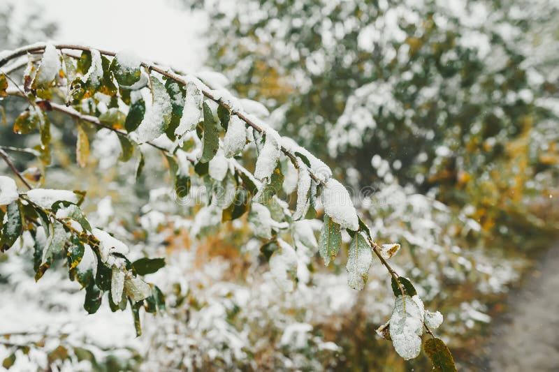 First Snow in Late Autumn. Tree Branch with Green Leaves Covered of the ...