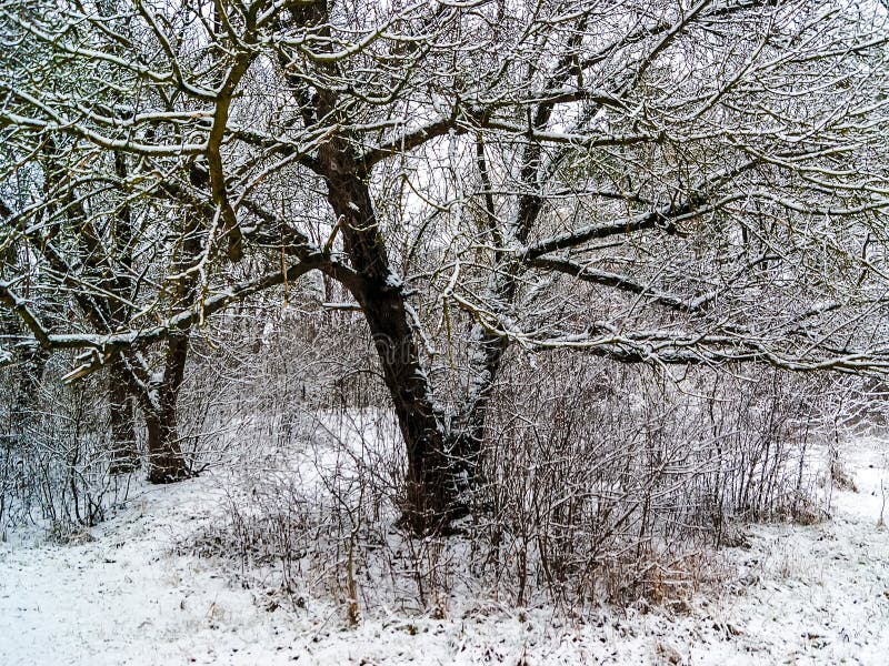 The First Snow in Late December Stock Photo - Image of cold, frost ...
