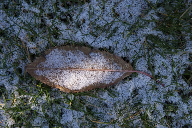 The First Snow on the Leaves Stock Image - Image of frost, background ...