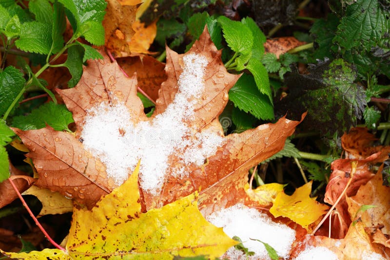 First Snow on Leaves stock image. Image of autumn, macro - 62226523