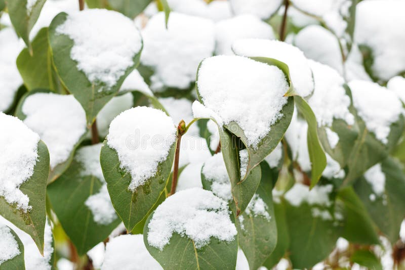 First snow on the leaves stock photo. Image of beautiful - 100739820