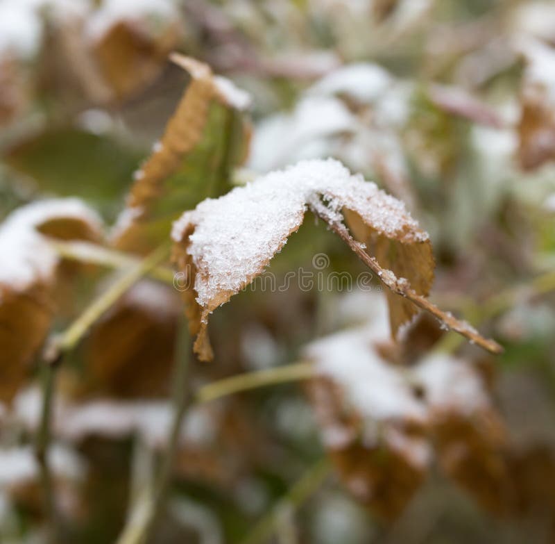 First Snow on the Leaves of Plants Stock Photo - Image of green, fall ...