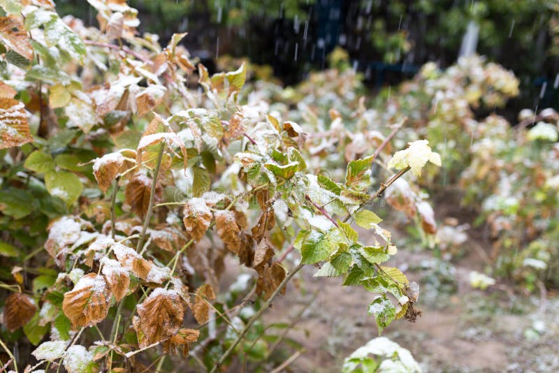 First Snow on the Leaves of Plants Stock Photo - Image of background ...
