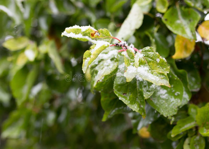 First Snow on the Leaves of Plants Stock Image - Image of nature, green ...