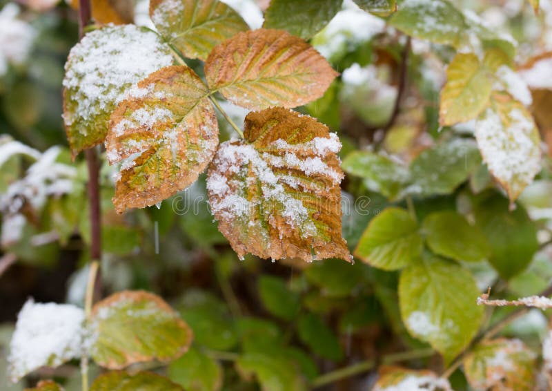 First Snow on the Leaves of Plants Stock Photo - Image of floral, tree ...