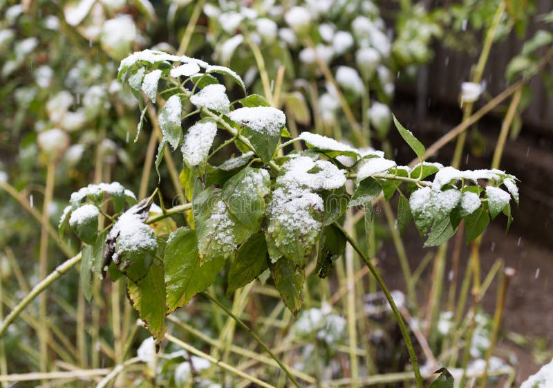 First Snow on the Leaves of Plants Stock Photo - Image of floral, grass ...