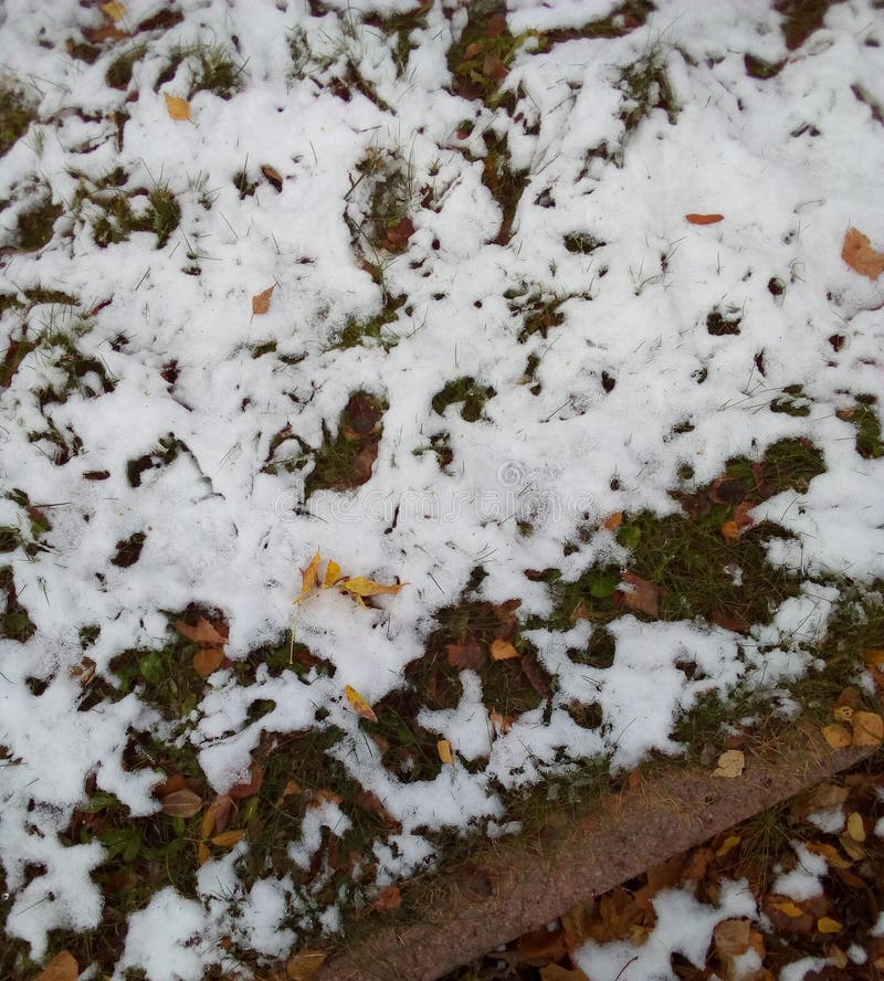 The First Snow Lies on the Fallen Autumn Leaves. Snowfall Stock Image ...