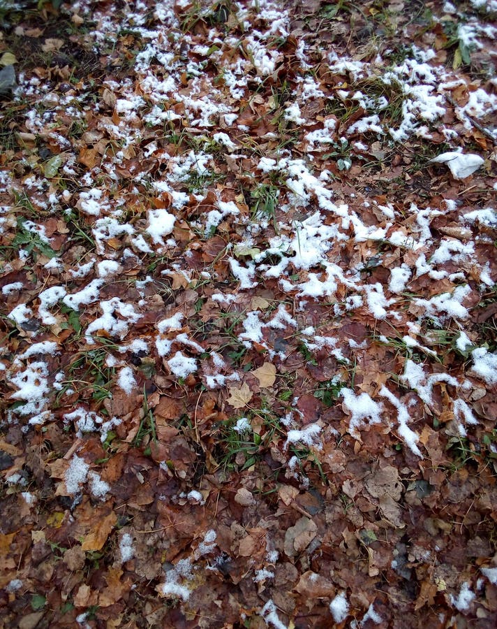 The First Snow Lies on the Fallen Autumn Leaves. Snowfall Stock Photo ...