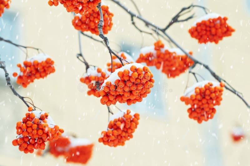 First snow on mountain ash stock photo. Image of icicle - 83003338