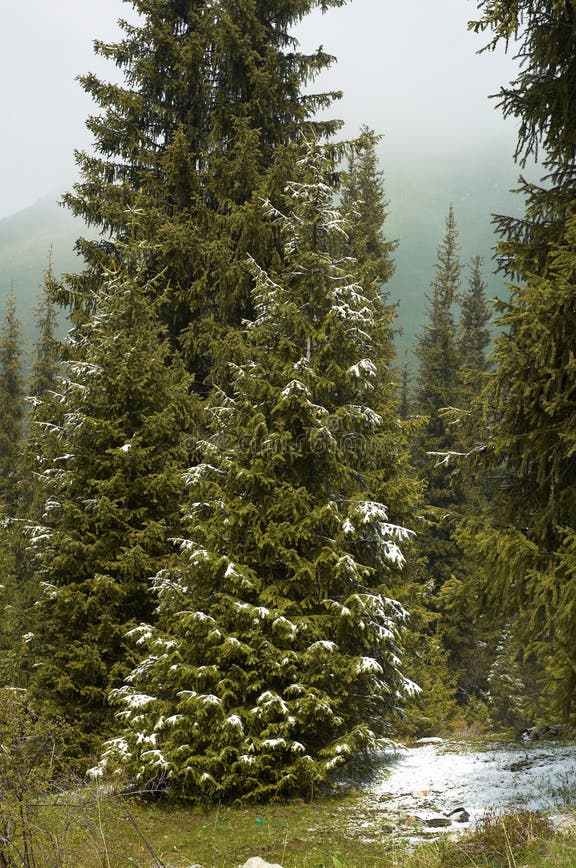 First Snow on Mountain Forest Stock Image - Image of view, trees: 3408975
