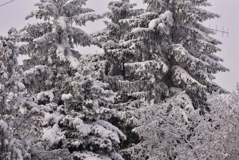 The first snow at my home stock image. Image of glowing - 135004637