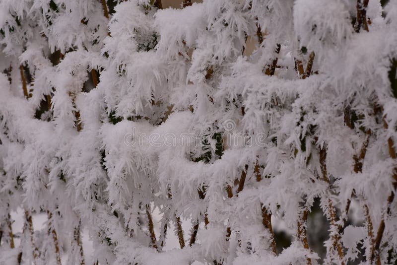 The first snow at my home stock image. Image of front - 135009263