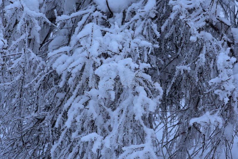 The first snow at my home stock photo. Image of happy - 135052968