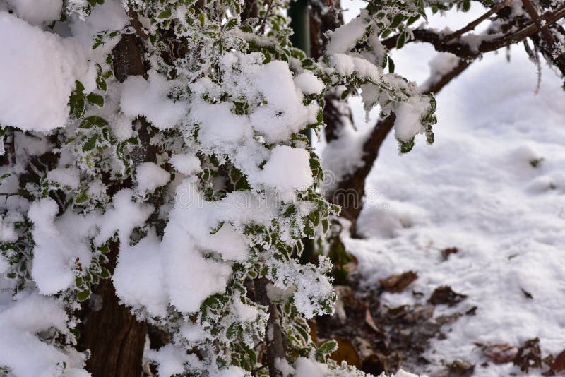 The first snow at my home stock photo. Image of decorative - 135055908
