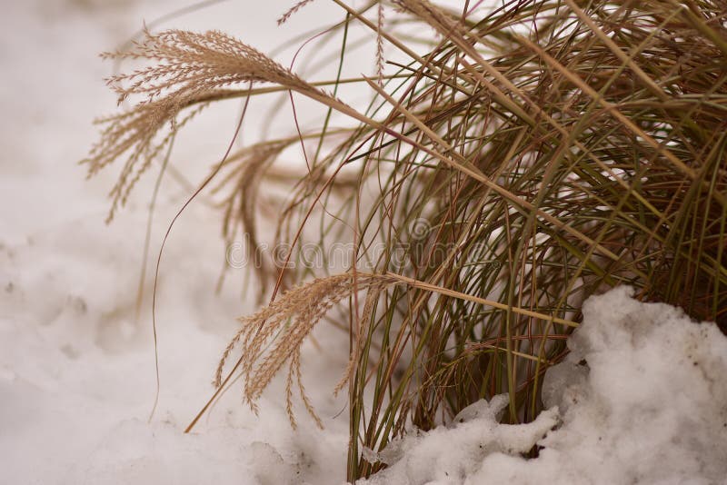 The first snow at my home stock image. Image of close - 135122059