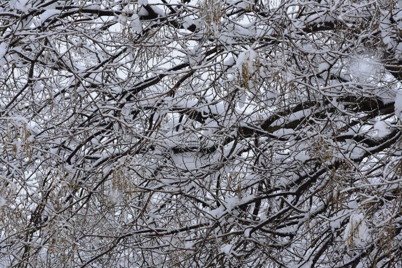 The first snow at my home stock image. Image of snow - 134523669