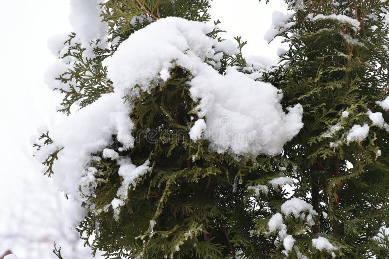 The first snow at my home stock photo. Image of year - 134512864