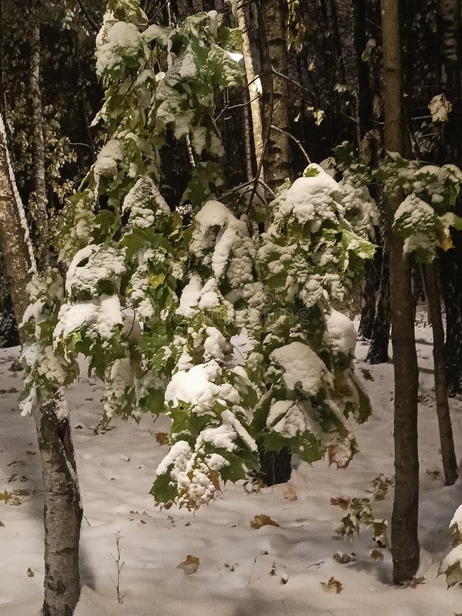 First snow in October stock image. Image of bush, trunk - 295354363