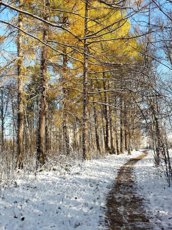 First Snow. Path in the Park. Early Winter Stock Image - Image of ...