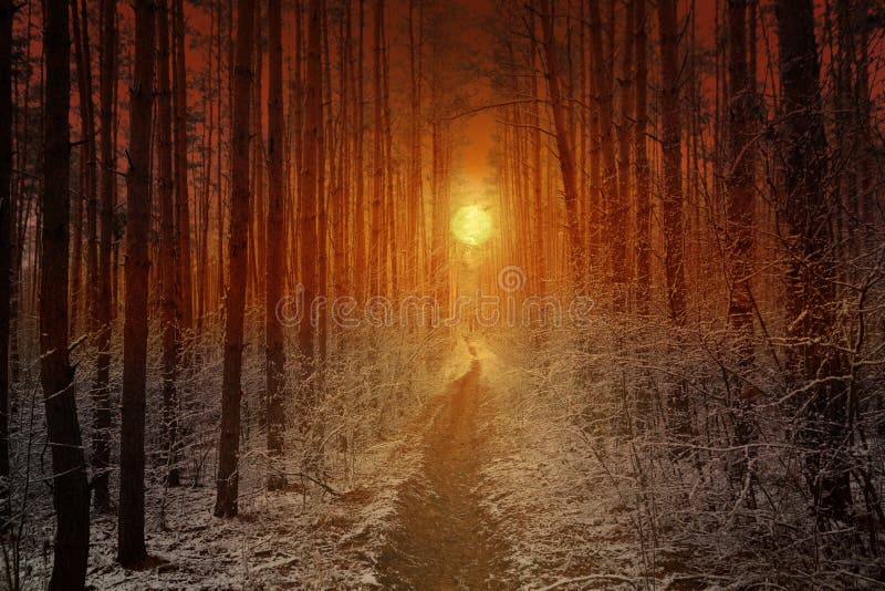 The First Snow in the Pine Forest Near the Stream Stock Photo - Image ...