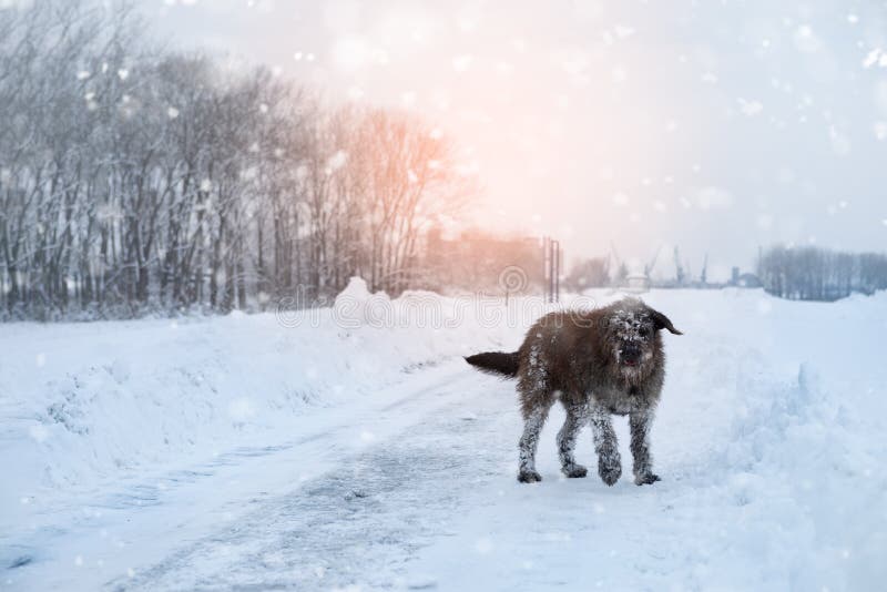 First snow stock image. Image of horizontal, puppy, portrait - 164812707